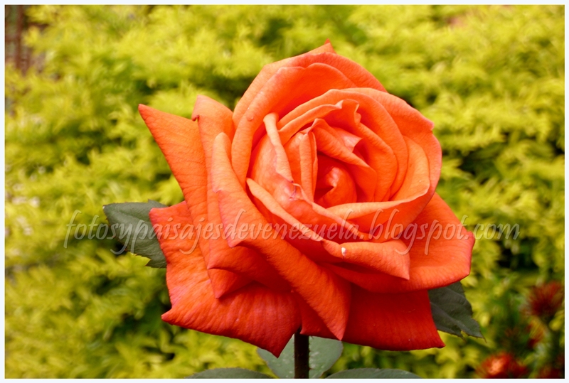 Paisajes con rosas - Imagui