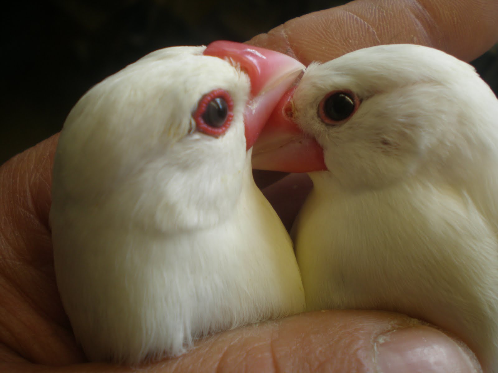 O cantinho dos exóticos: Pardal De Java (Padda oryzivora) : SEXAGEM(fotos)