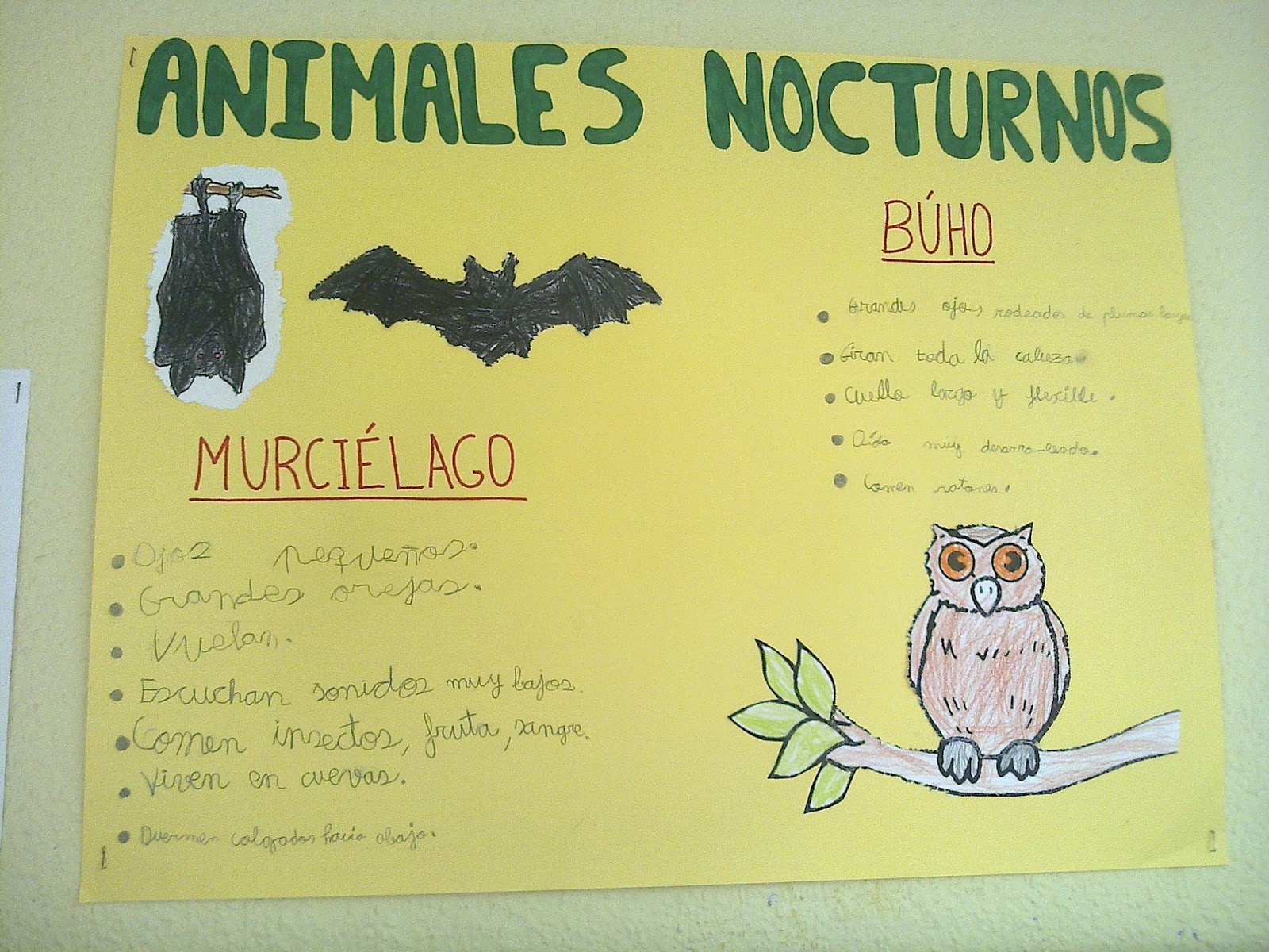 Blog Infantil CRA EL OLMAR: ANIMALES NOCTURNOS