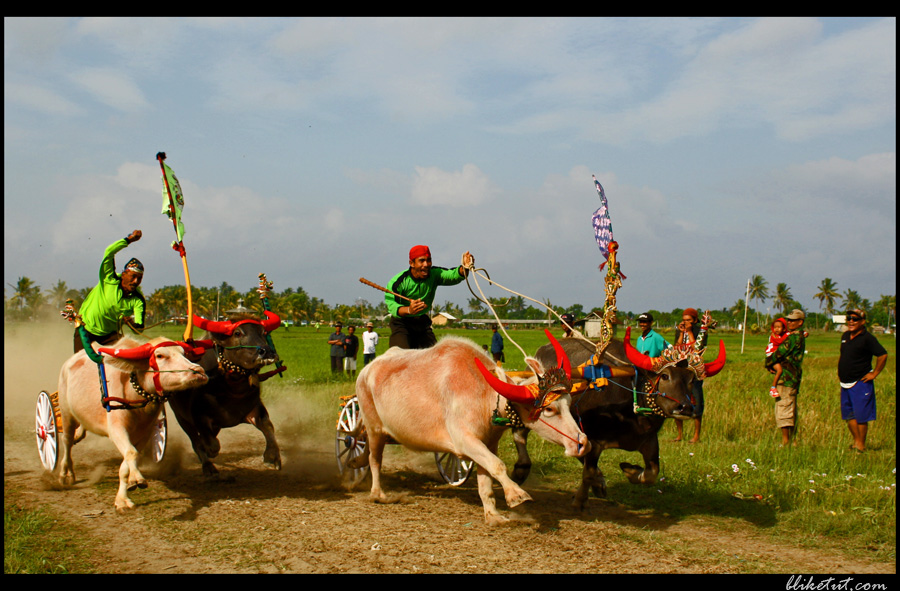 Bali Photo Gallery: Makepung - balap kerbau ala jembrana bali (bali ... Bali Photo Gallery: Makepung - balap kerbau ala jembrana bali (bali ...