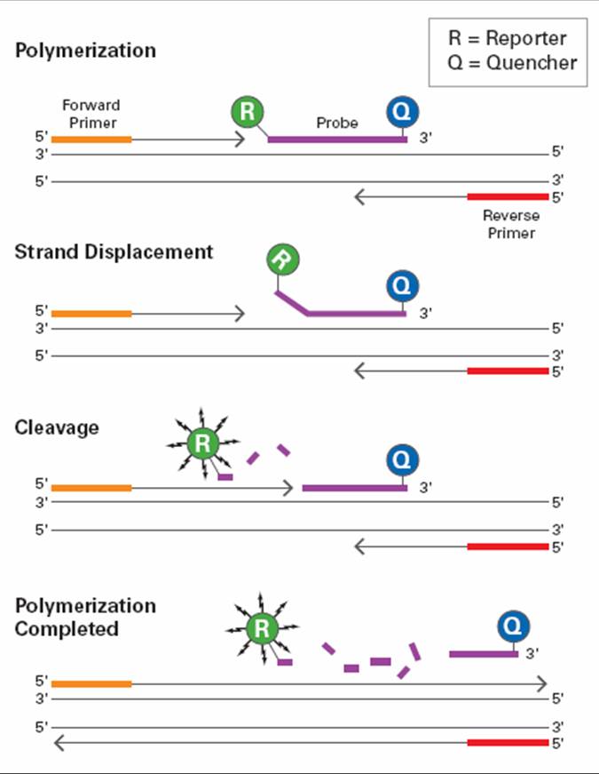Taqman Real Time Pcr Protocol - Design Talk Taqman Real Time Pcr Protocol - Design Talk