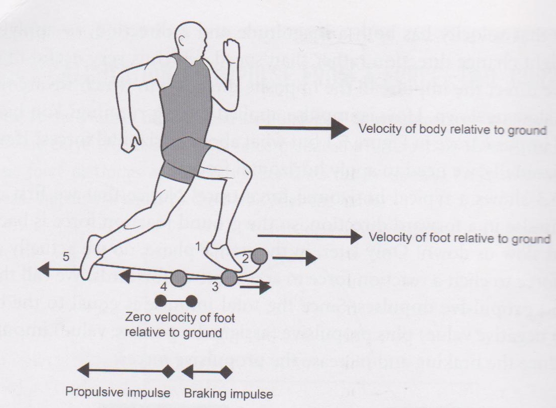 What Are The Biomechanical Principles That Underpin A Fast Running what-are-the-biomechanical-principles-that-underpin-a-fast-running