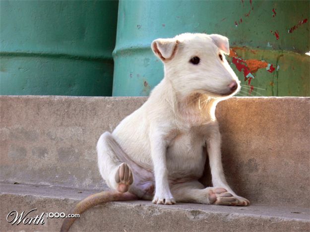 Urban Legends The Mexican Pet urban-legends-the-mexican-pet