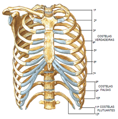 Laboratório de Anatomia: Costelas