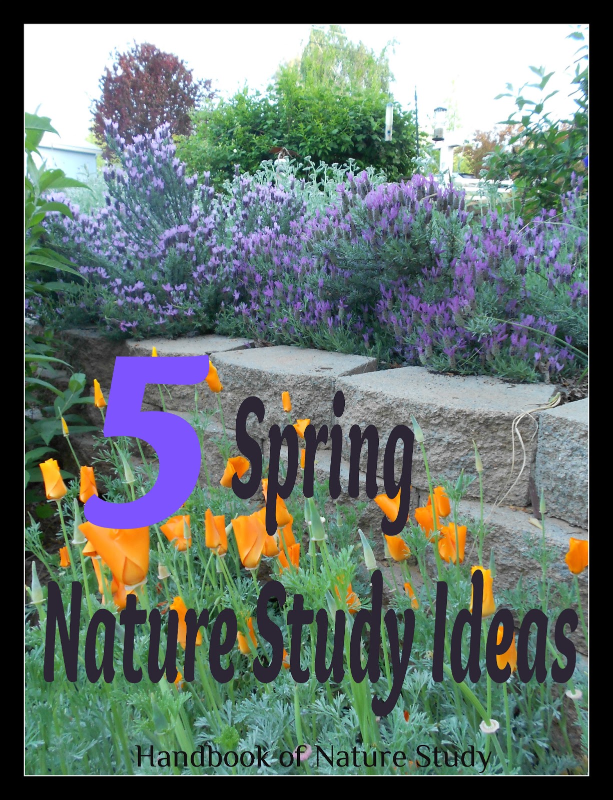 Handbook Of Nature Study 5 Spring Nature Study Ideas handbook-of-nature-study-5-spring-nature-study-ideas