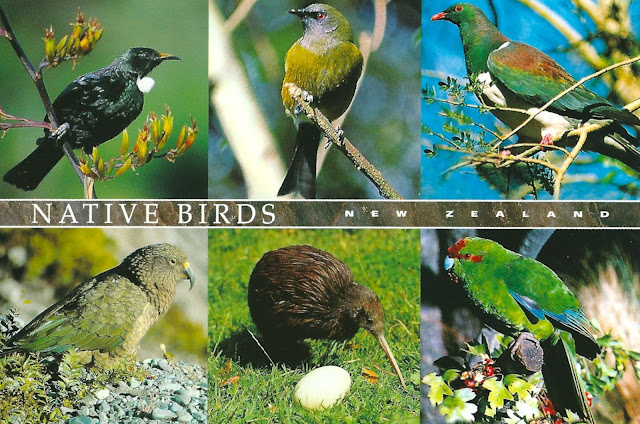 My Favorite Animal Postcards: Native Birds of New Zealand