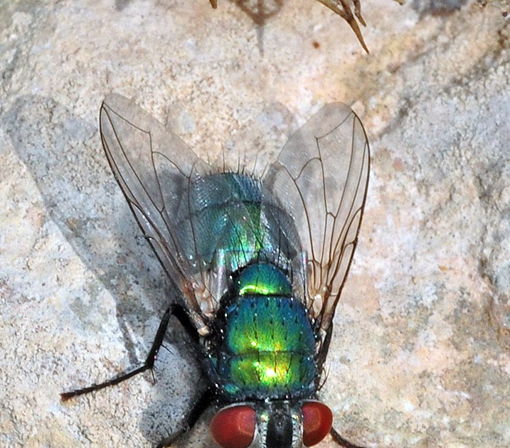 Mundo Natural Faluke: Lucilia sericata Mundo Natural Faluke: Lucilia sericata