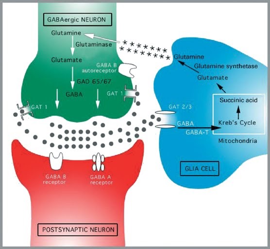 Neurotransmissores: GABA e Glicina