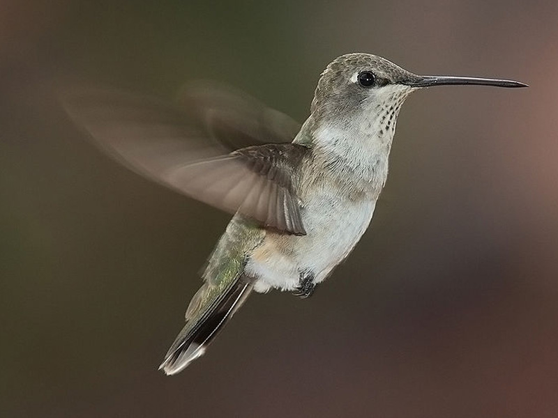 The Life Of Sweet Birds HUMMINGBIRDS the-life-of-sweet-birds-hummingbirds