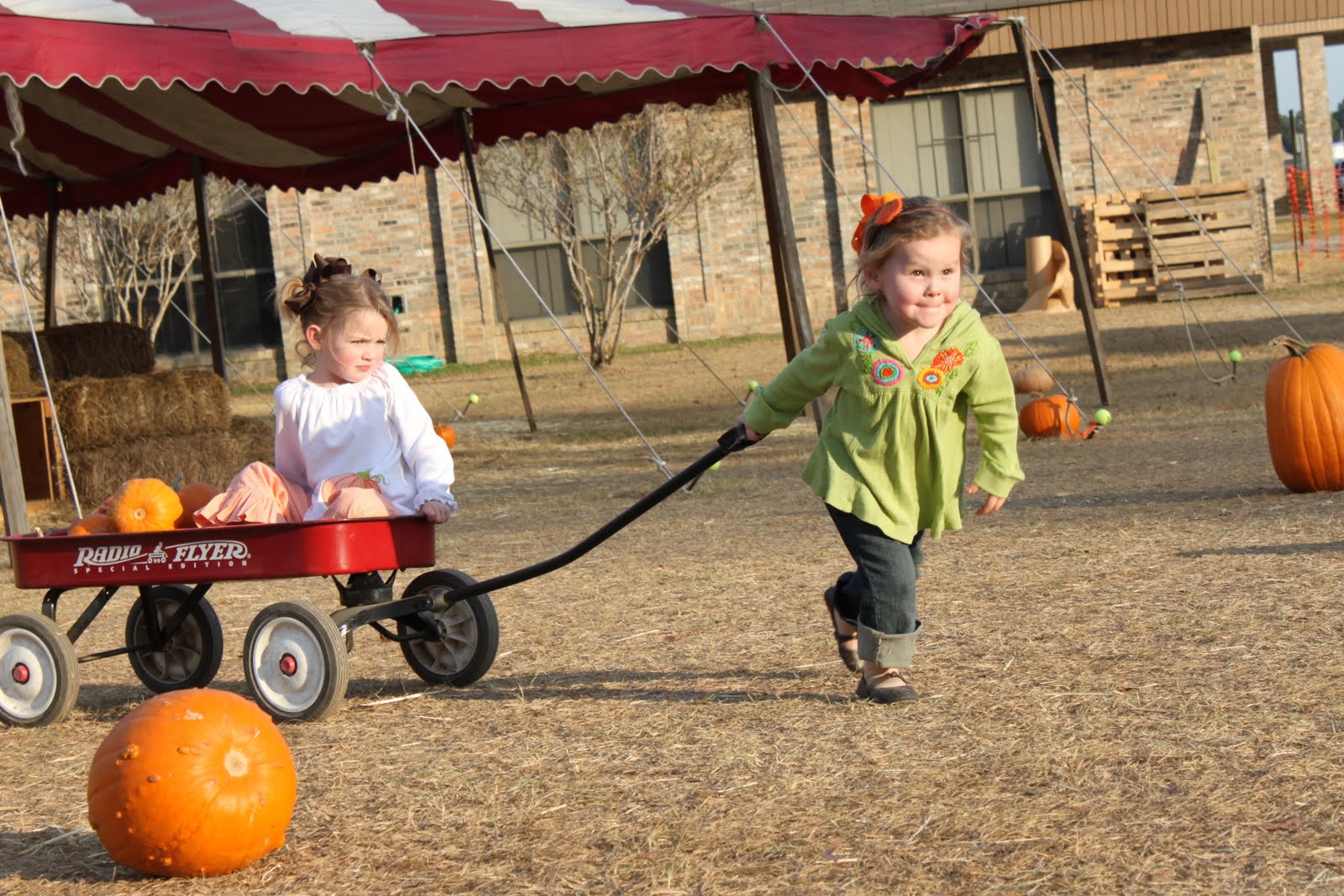 Mojoy: Pumpkin Patch 2010...