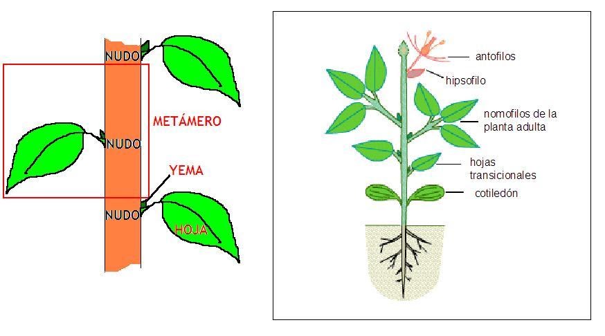ESTRUCTURAS DE UNA PLANTA