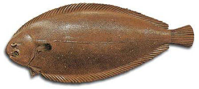 Peixos d’aigua salabrosa. | Ictiofauna dels Aiguamolls de l’Empordà