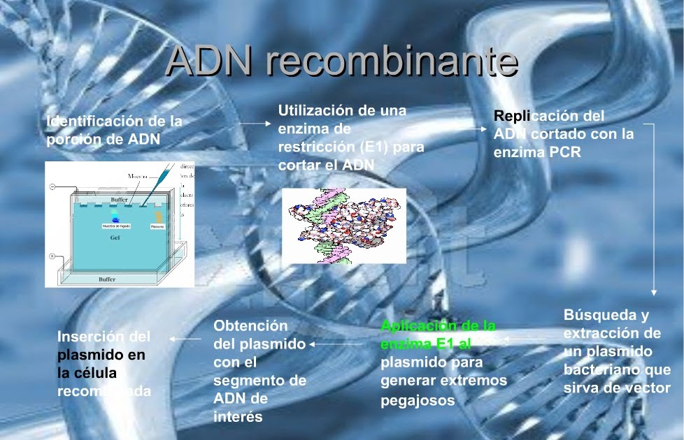 Ingeniería genética y biotecnología: ADN recombinante