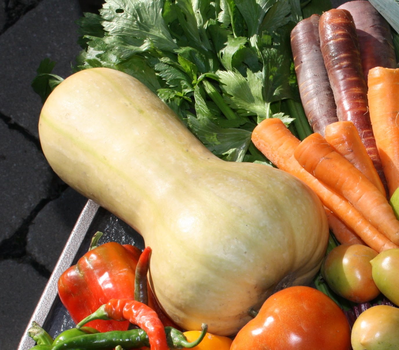 Veggie Delight A Manitoba Garden Butternut Squash veggie-delight-a-manitoba-garden-butternut-squash