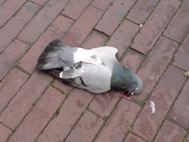 A Very Dead Pigeon Michael Minneboo a-very-dead-pigeon-michael-minneboo