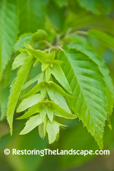Restoring The Landscape With Native Plants: Native Plant of the Week: Blue Beech ~ Carpinus ...