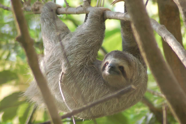 El oso perezoso - Imagui