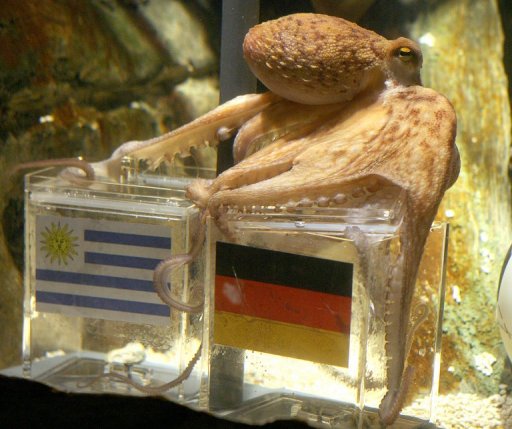 El pulpo Paul ya predijo quien ganará el Mundial de Futbol ~ Solountip.com El pulpo Paul ya predijo quien ganará el Mundial de Futbol ~ Solountip.com