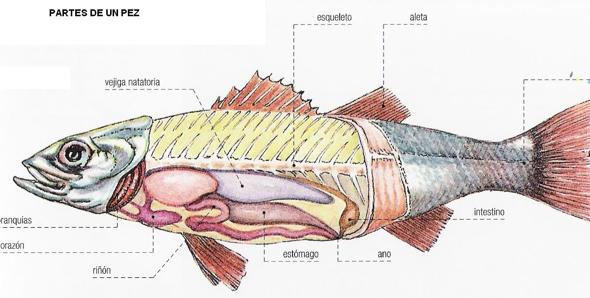 CIENCIAS NATURALES: BOCA LAMPREA, TIBURÓN, PARTES DE UN PEZ