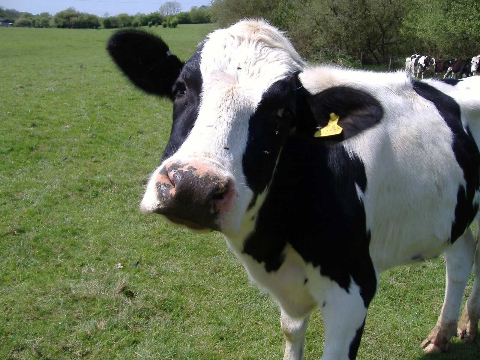 Adventures Of A Teenage Otaku We Saved A Cow XD XD XD adventures-of-a-teenage-otaku-we-saved-a-cow-xd-xd-xd