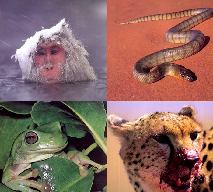 ADAPTACIONES: ADAPTACIONES