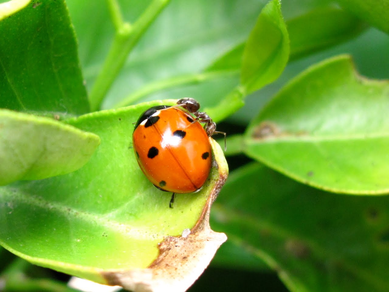BugBlog Ant Vs Ladybird bugblog-ant-vs-ladybird
