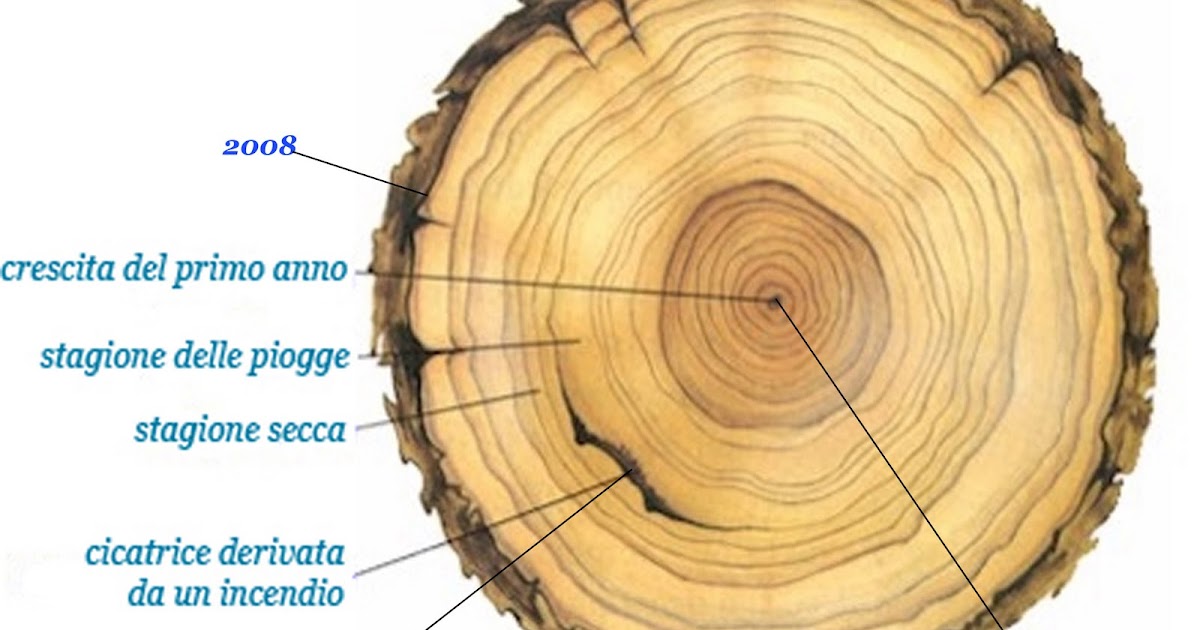 Campaegli blog: Conoscere l'albero: La Dendrocronologia