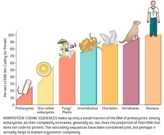 Sandwalk: Genome Size, Complexity, and the C-Value Paradox