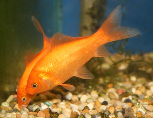 Goldfish Photos ~ Tropical Fish Gallery