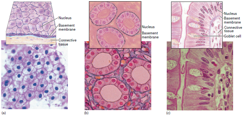 Human Physiology Epithelial Tissue human-physiology-epithelial-tissue