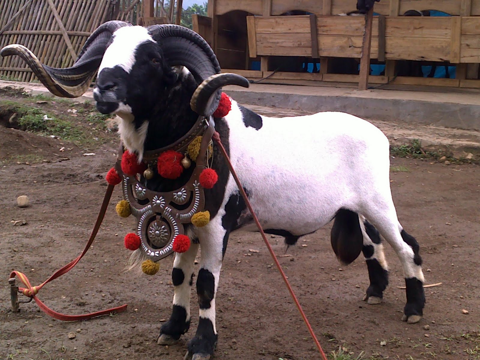 Domba Garut JENDRAL Group: Domba Garut