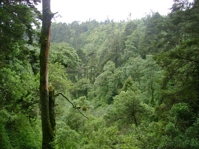 Imágenes de bosques lindos - Imagui