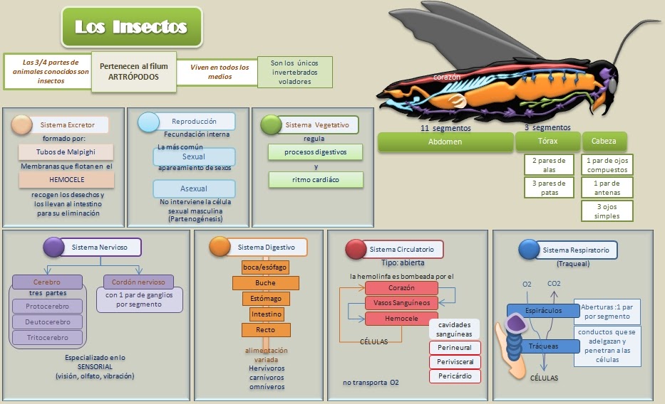 Esquemas, diagramas, gráficos y mapas conceptuales.: Los Insectos