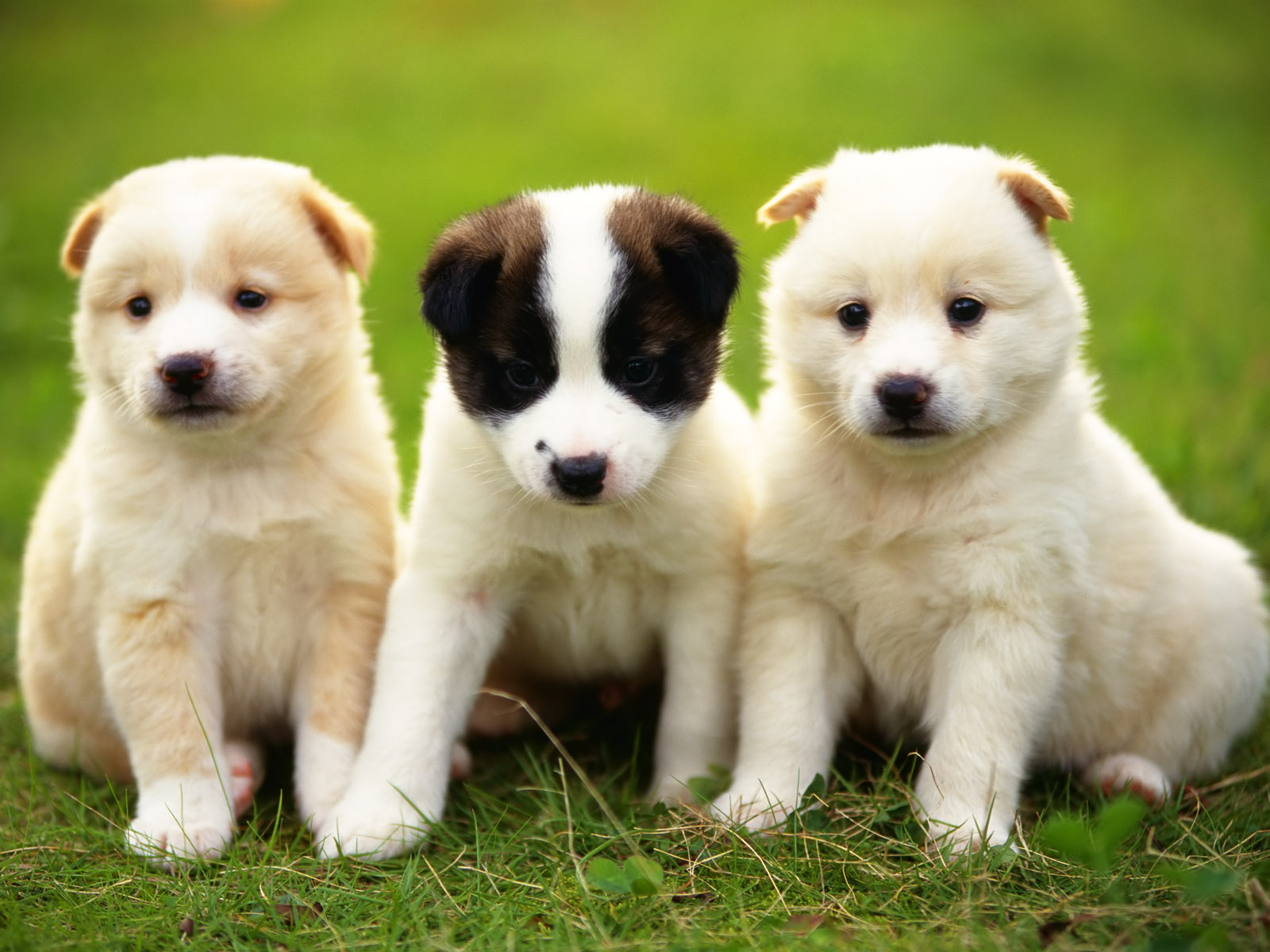 Dogs Dogs Dogs Dogs | Encyclopedia of World Photo Dogs Dogs Dogs Dogs | Encyclopedia of World Photo