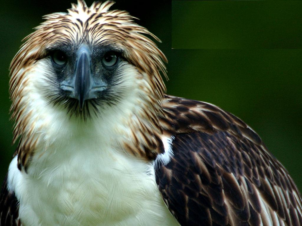 Birds Philippine Eagle birds-philippine-eagle
