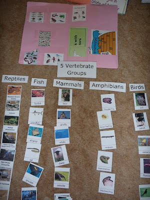 Invertebrates/Vertebrates; The Five Vertebrate Groups - Homeschool Den