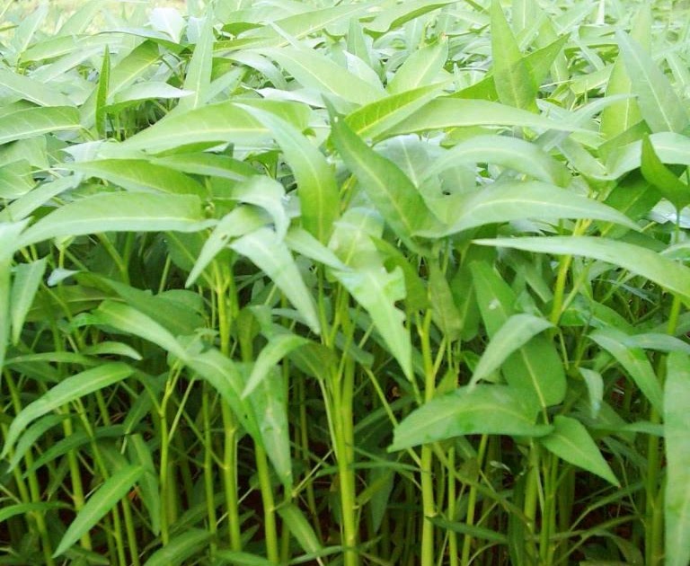 Tanaman kangkung, Manfaat Khasiat dan Kandungan Bagi Kesehatan - Telaga Pandan