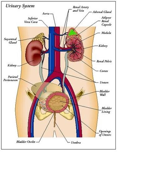 Mecanismos Biofísicos del Sistema Renal.: Anatomia Renal