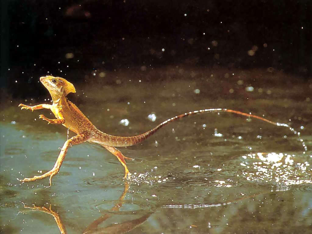 Reptiles HD WallpapersThe Today Stuff reptiles-hd-wallpapersthe-today-stuff