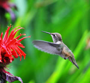 Curiosidades y fotos de animales: Colibrí