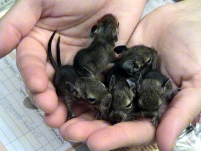 Wonderful World of Rodents: Baby Degu's!!