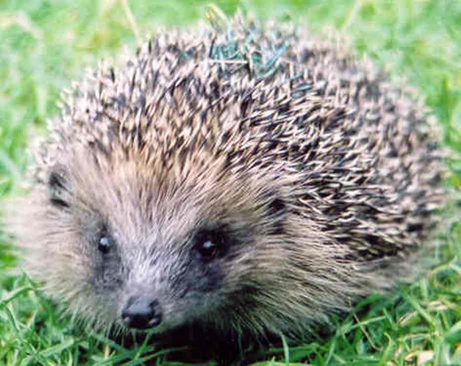 Noah s Ark The Maltese Hedgehog noah-s-ark-the-maltese-hedgehog