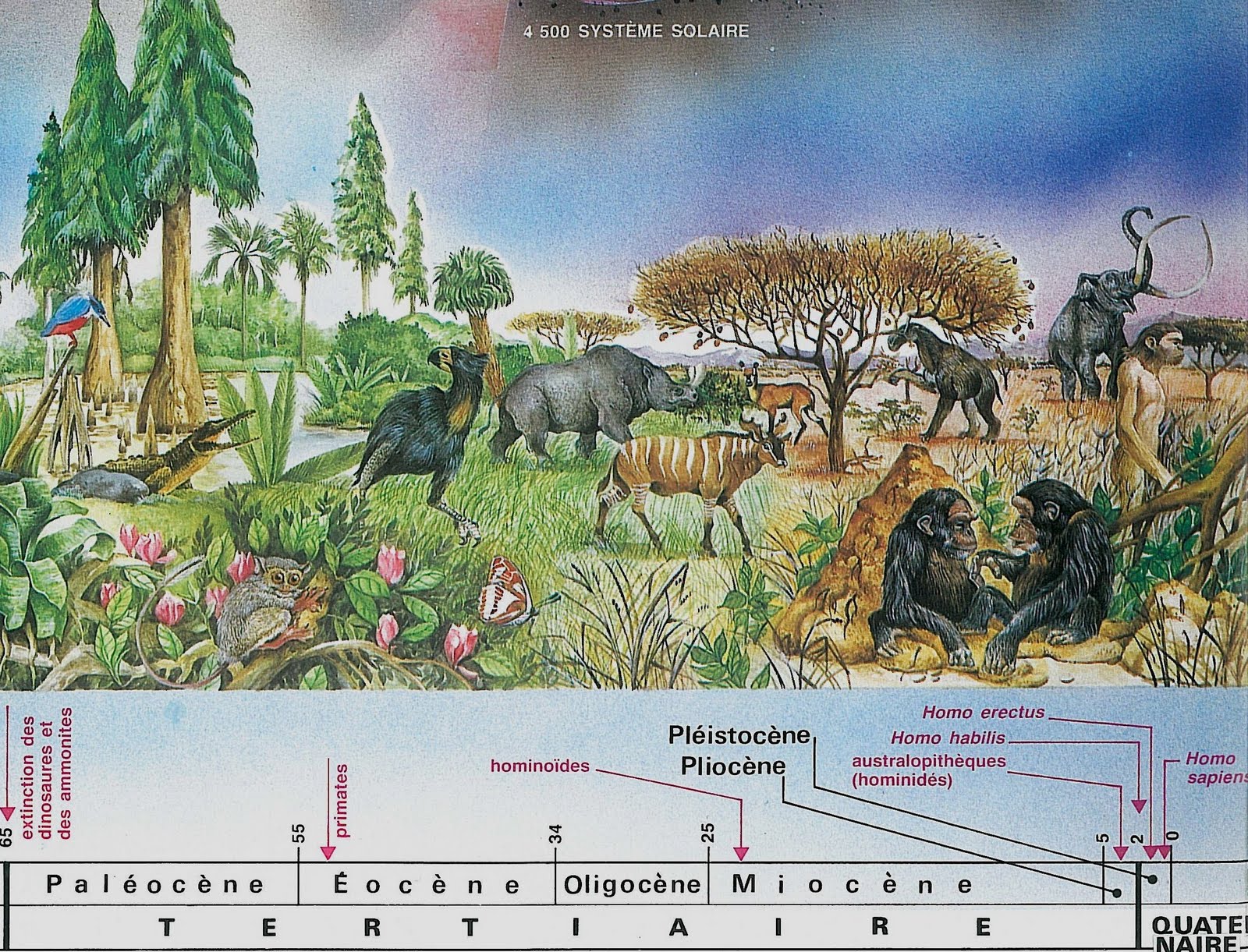 Lire, écrire, réfléchir et comprendre; observer et décrire.: Schéma ...