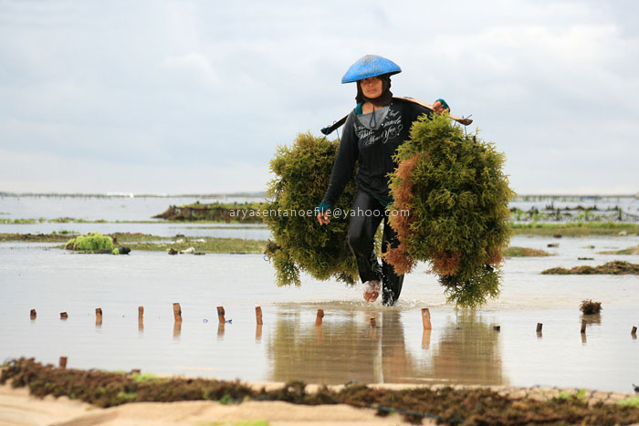 Petani Rumput Laut di Bali – Jati.id