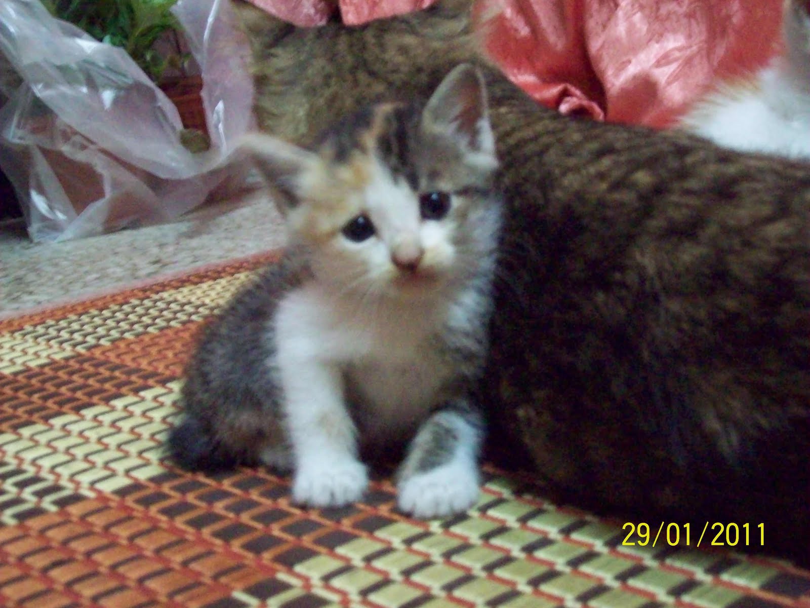 Cinta Manis: Cerita 2 Ekor Anak Kucing Cinta Manis: Cerita 2 Ekor Anak Kucing
