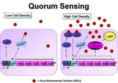 QscR as Quorum Sensing Signal Receptor: Quorum Sensing
