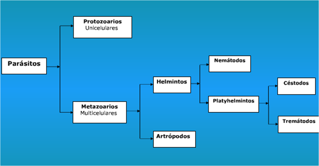 Parásitos Segmentados: Mapa conceptual - Parásitos