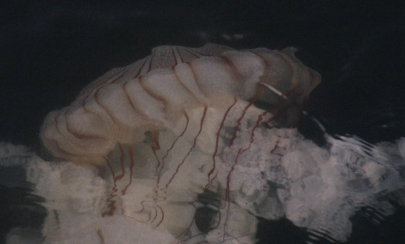 Southwest Florida Shoreline Studies: Stinger: Jellyfish season arrives ... Southwest Florida Shoreline Studies: Stinger: Jellyfish season arrives ...