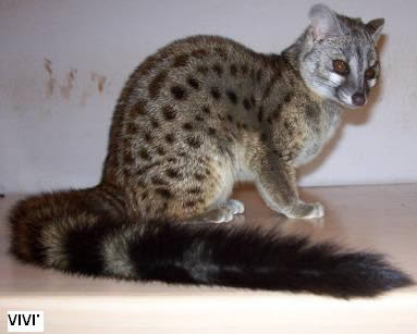 Animais&Companhia: Geneta ou Gato - Gineto