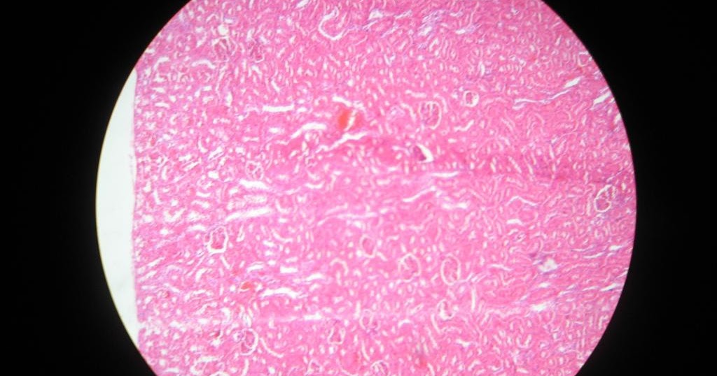 Histology Slides Database: human kidney histology slides Histology Slides Database: human kidney histology slides